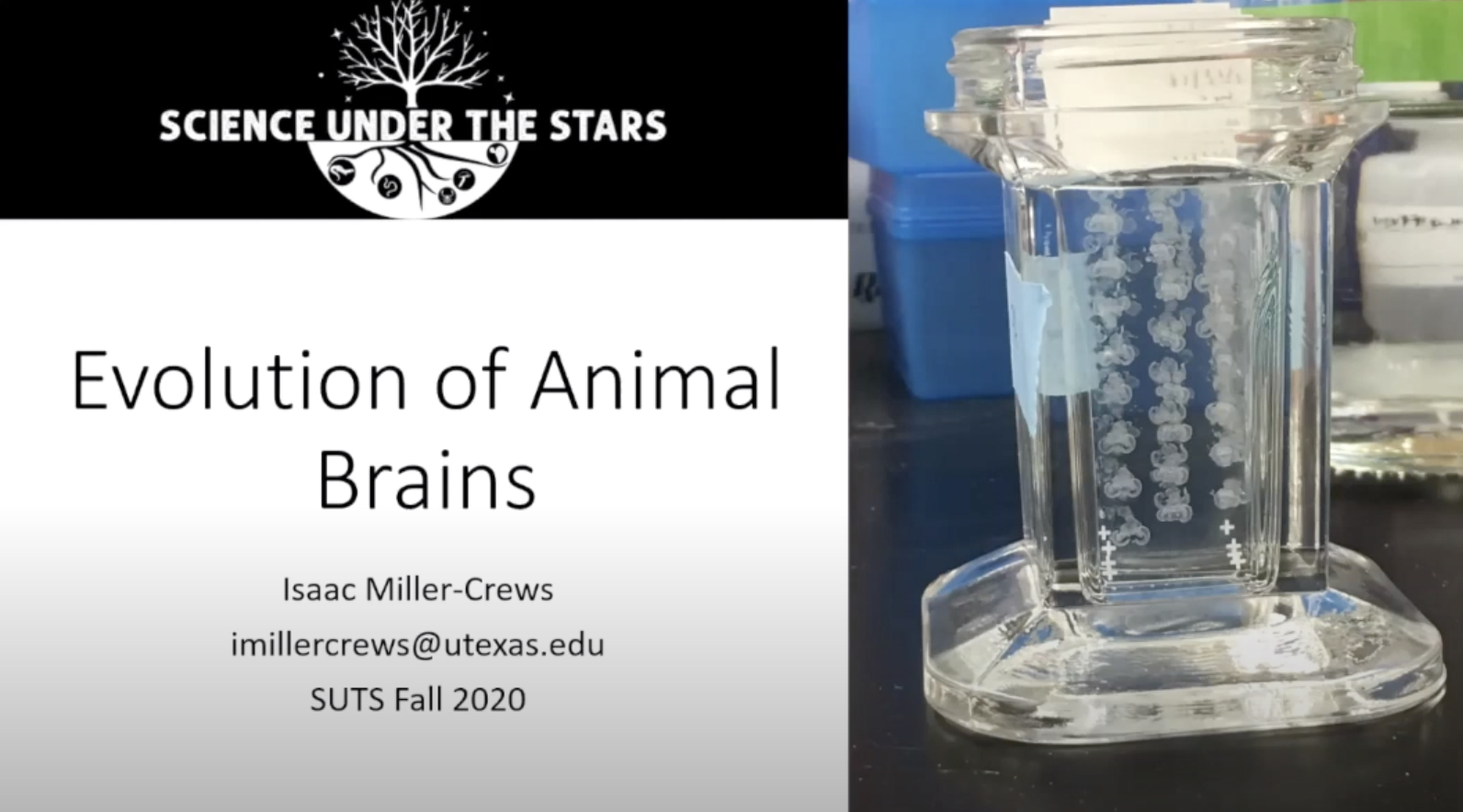 Recording of Animal Brains! | Science Under The Stars
